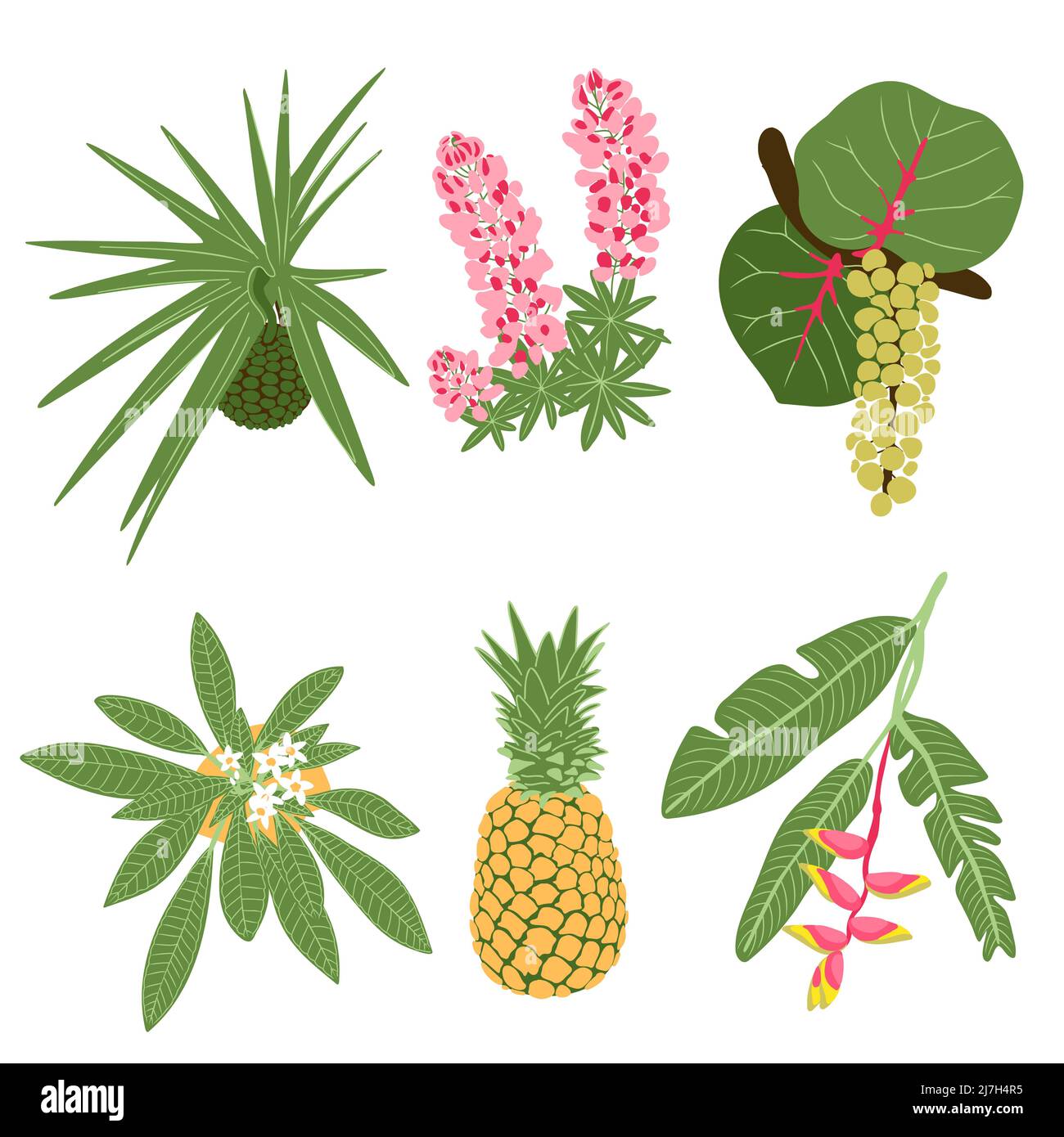 Hala tree Stock Vector Images - Alamy