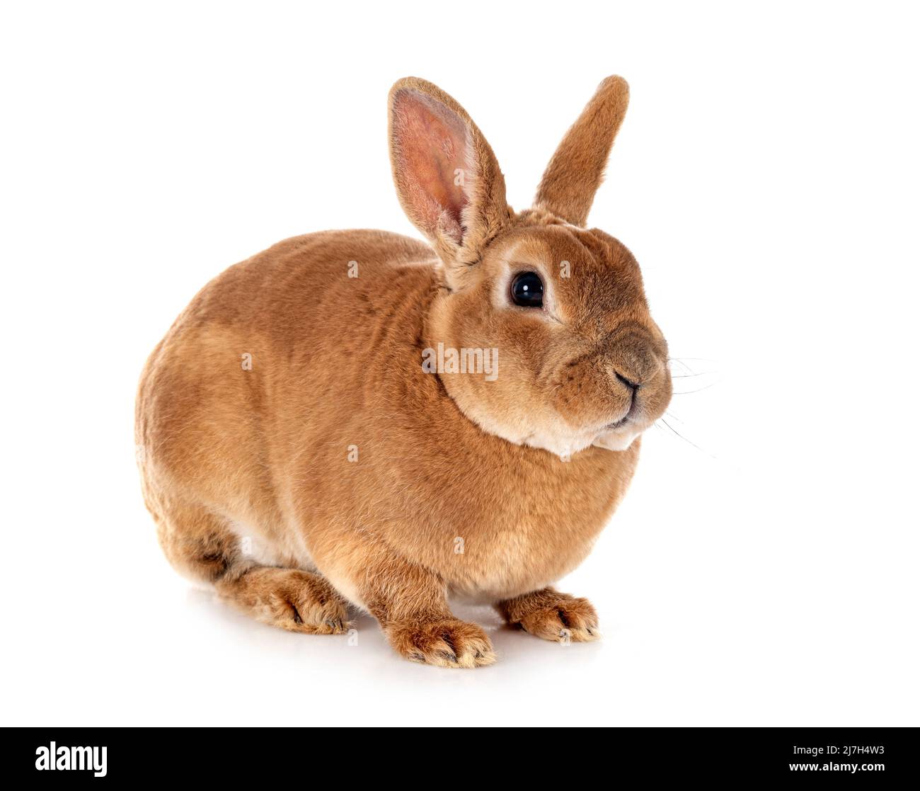 Rex rabbit in front of white background Stock Photo - Alamy