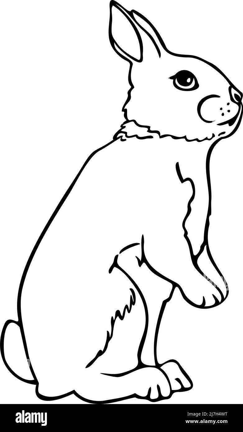 Vector illustration of black and white rabbit. Hand drawn bunny ...