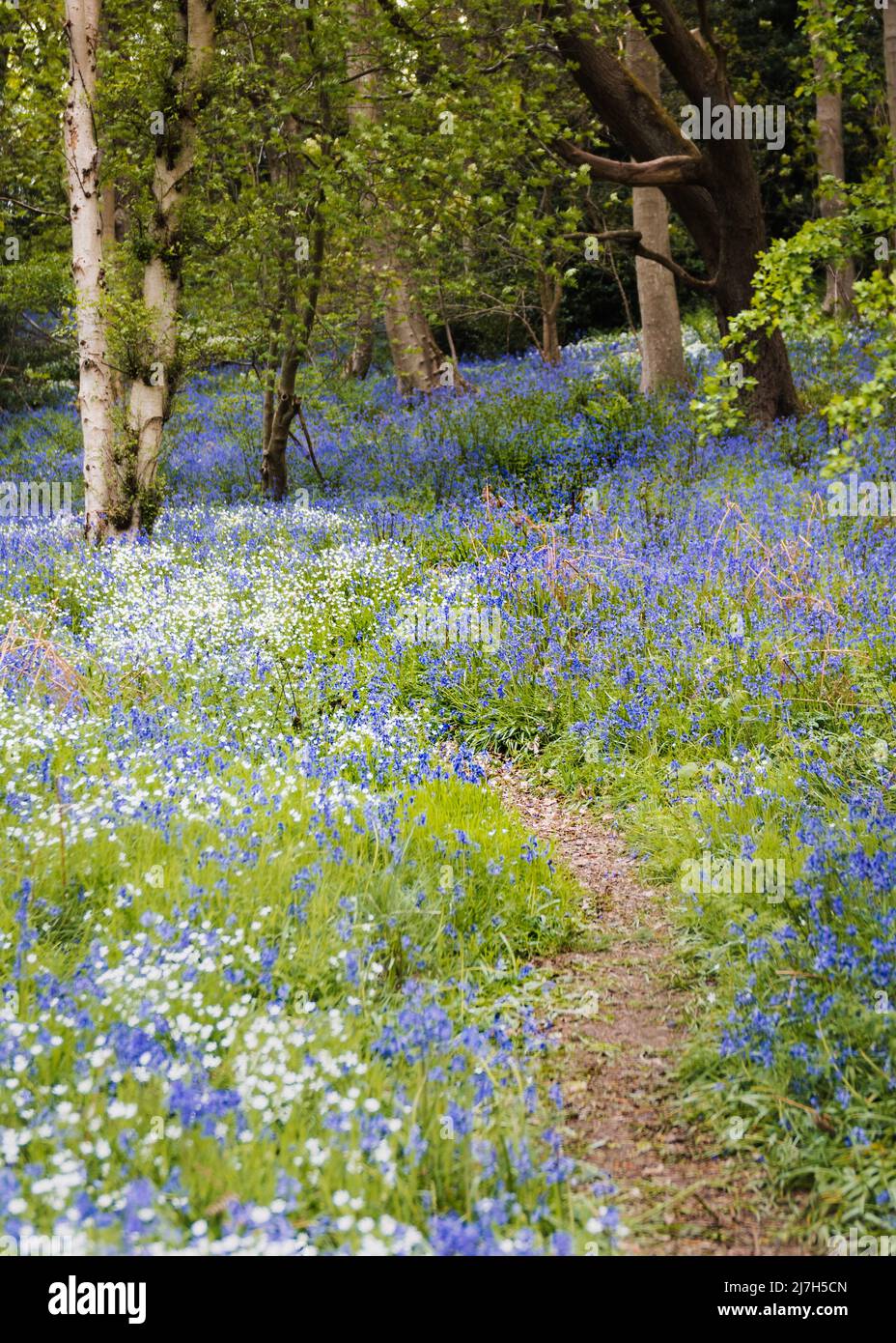 A small pathway between birch trees winding itself through Bluebell ...