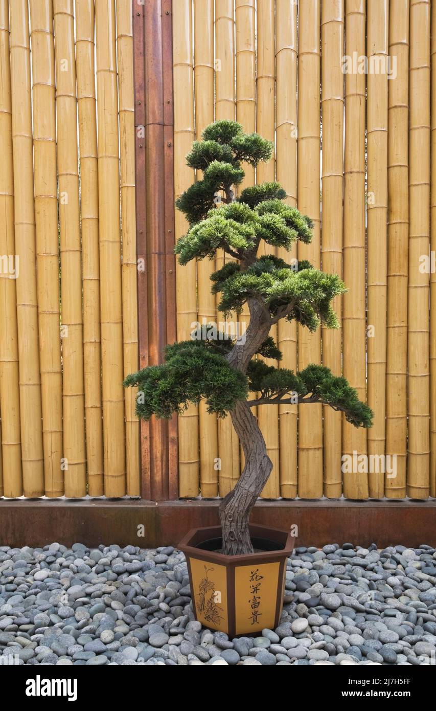 Bonsai Tree In Rock Garden How To Create A Bonsai Rock Planting