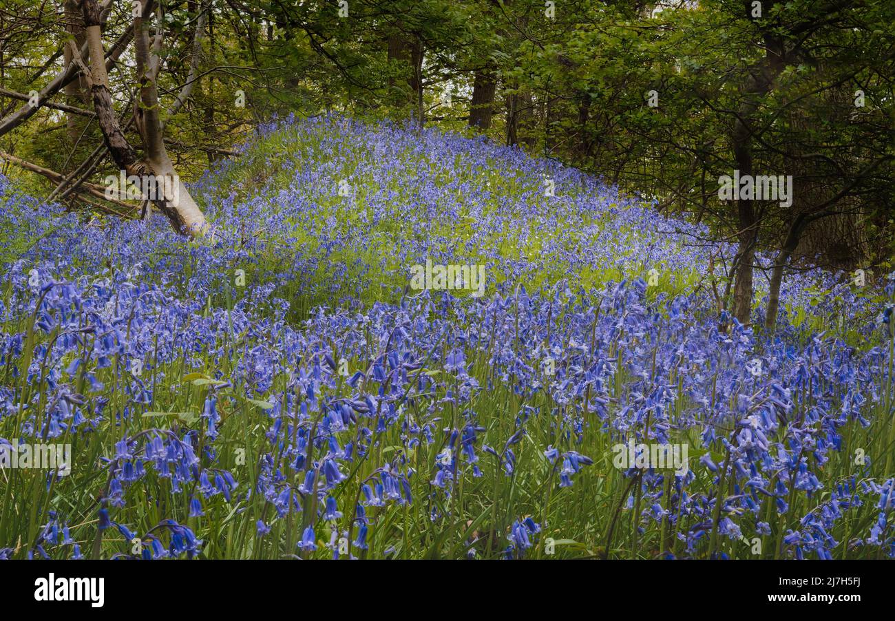 A mound of purple native English bluebells in Bluebell Wood in Morpeth ...