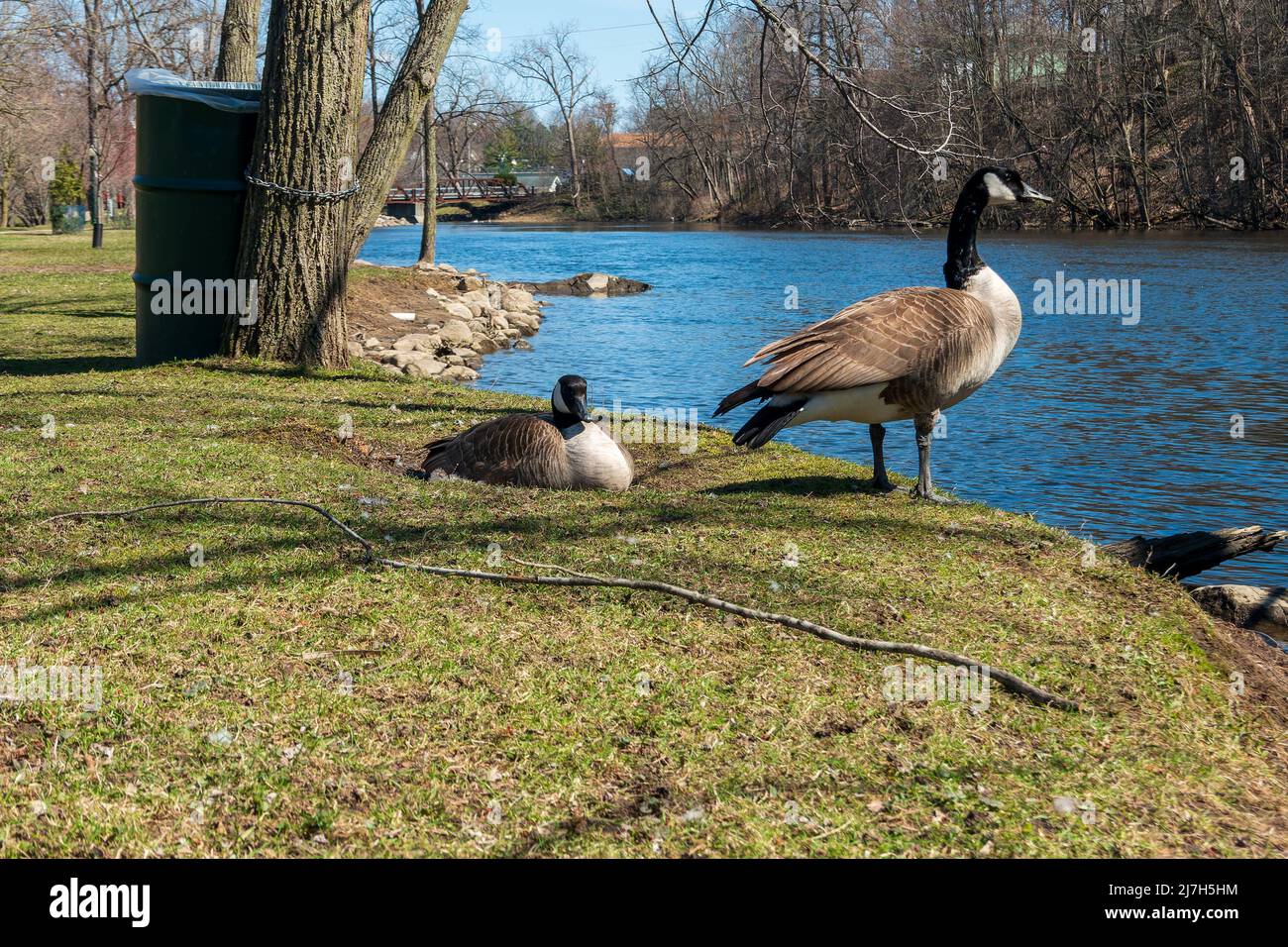 Canada goose Branta canadensis. Male and female goose on a nest with ...
