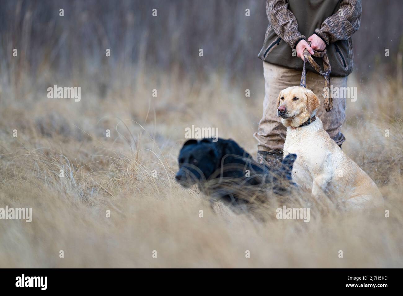 Dog training with a Yellow and Black Labrador Retriever on a late ...