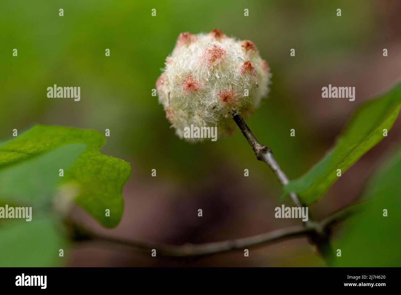 Wool Sower Gall (Callirhytis seminator) - DuPont State Recreational ...