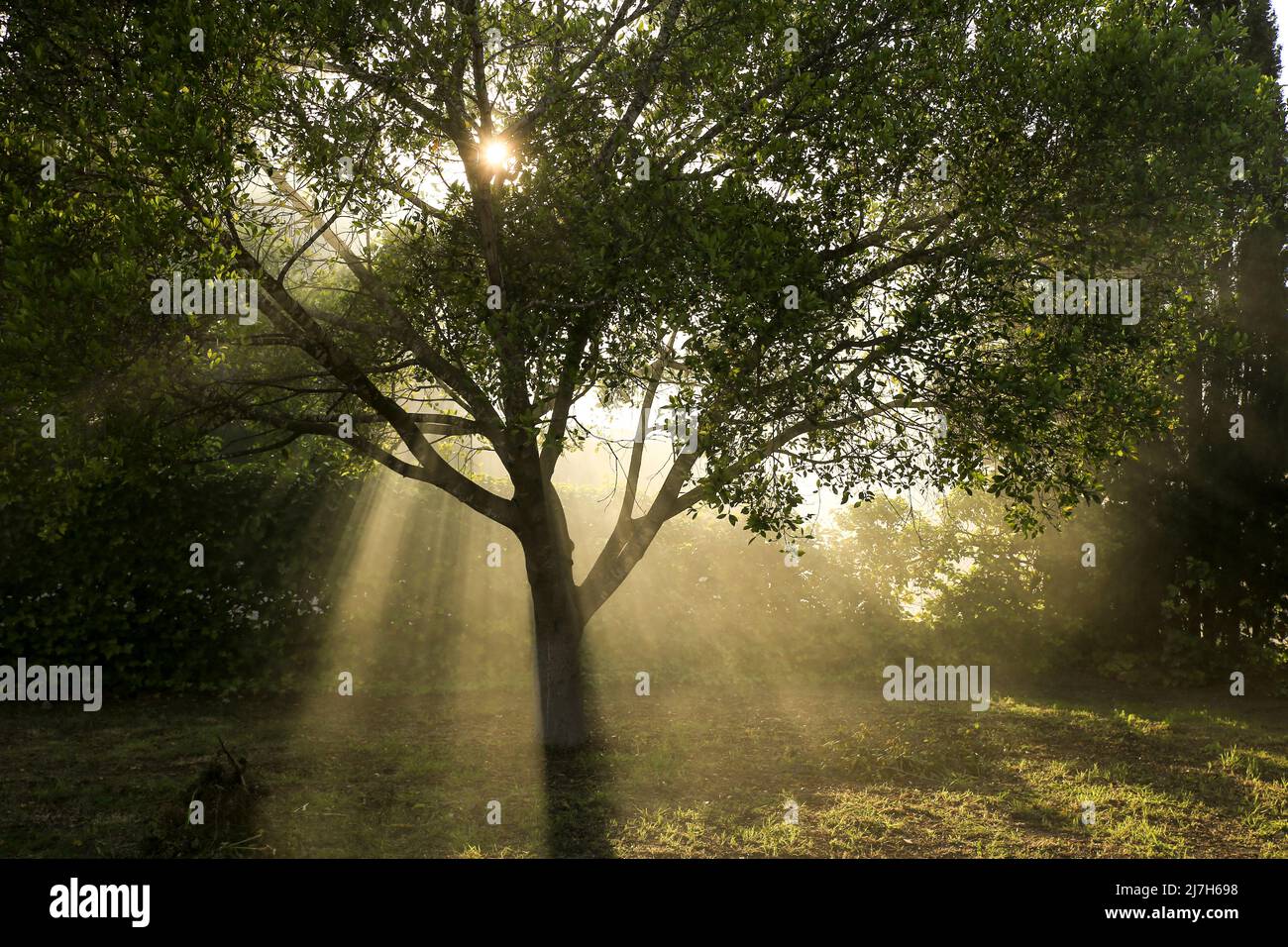 Ficus Benjamina tree in the garden on a foggy morning Stock Photo - Alamy