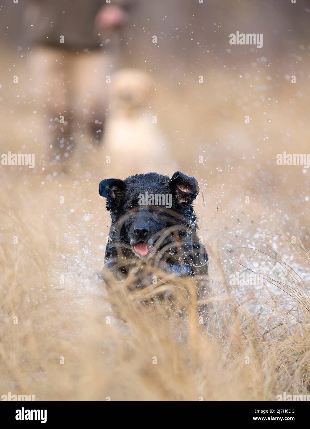 A Black Labrador Retriever training on a spring afternoon Stock Photo ...