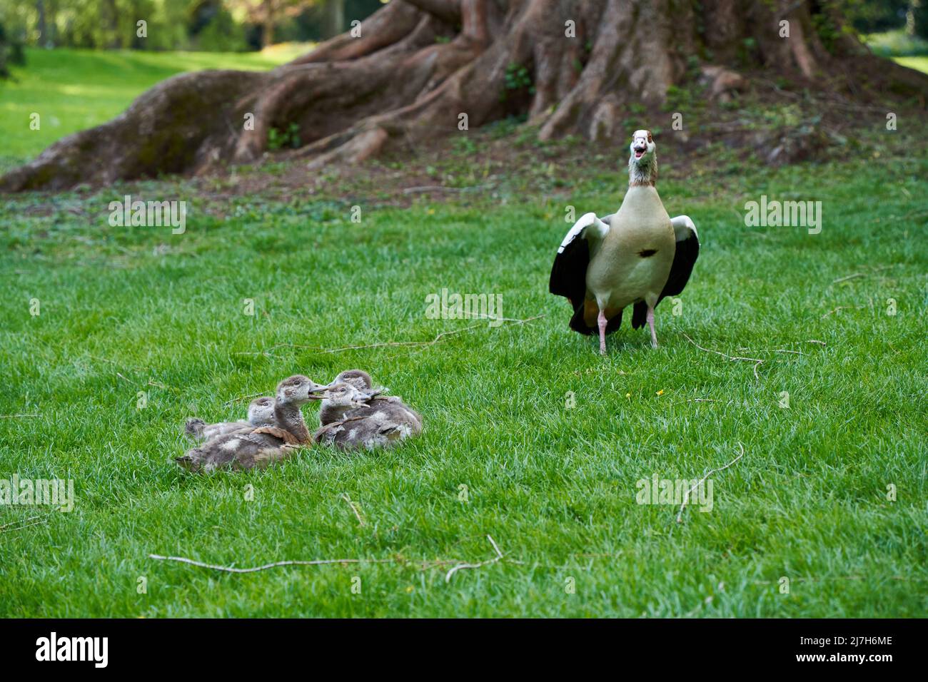 Waterbird family egyptian geese (Alopochen aegyptiacus, Nilgans ...