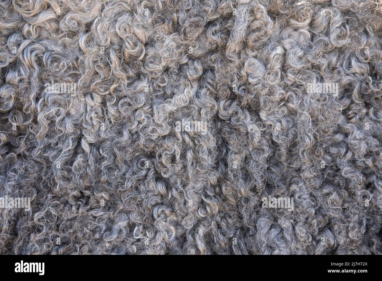 Small curls of washed sheep hair. Natural sheepskin rug background ...