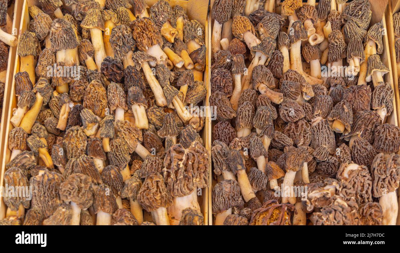 Bunch of True Morrell Mushrooms Fungus in Crates Stock Photo - Alamy