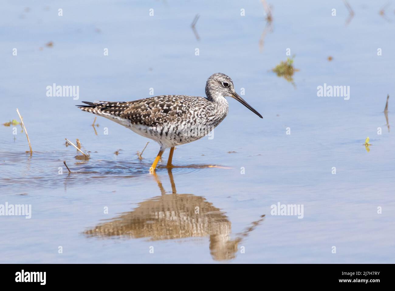 Birds walking in shallow water hi-res stock photography and images - Alamy