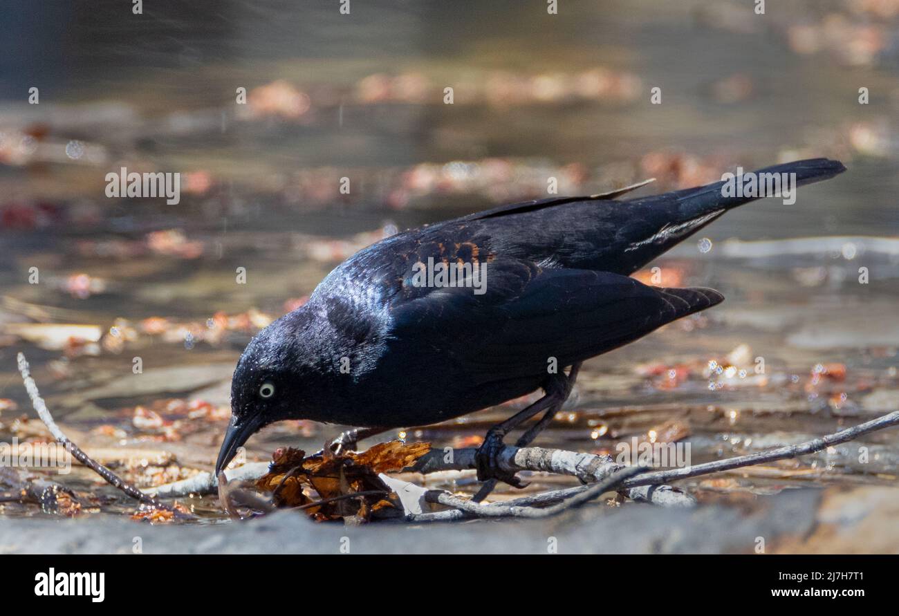 Earthworm on forest floor hi-res stock photography and images - Alamy