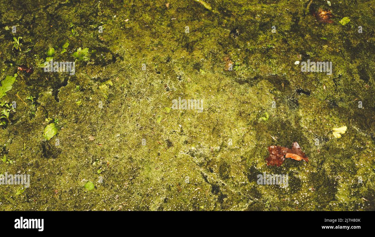 sludge in the water Stock Photo - Alamy