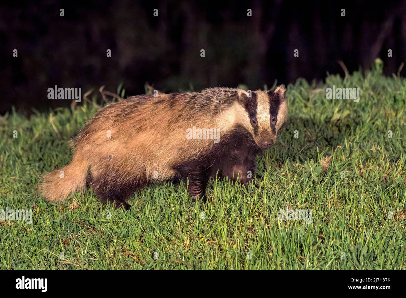 European Badger, Meles meles, single adult standing on short grass ...