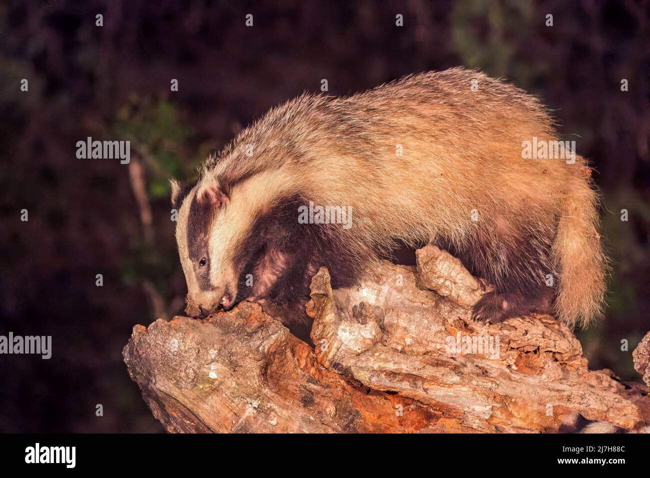 European Badger, Meles meles, single adult on tree trunk, Ultima ...