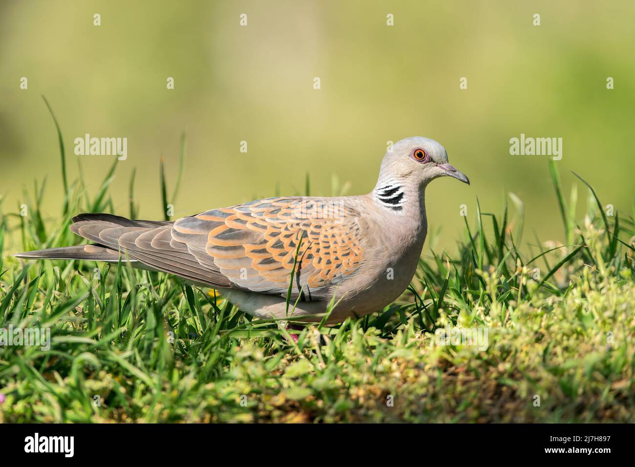 European Turtle Dove, Streptopelia turtur, single adult standing on ...