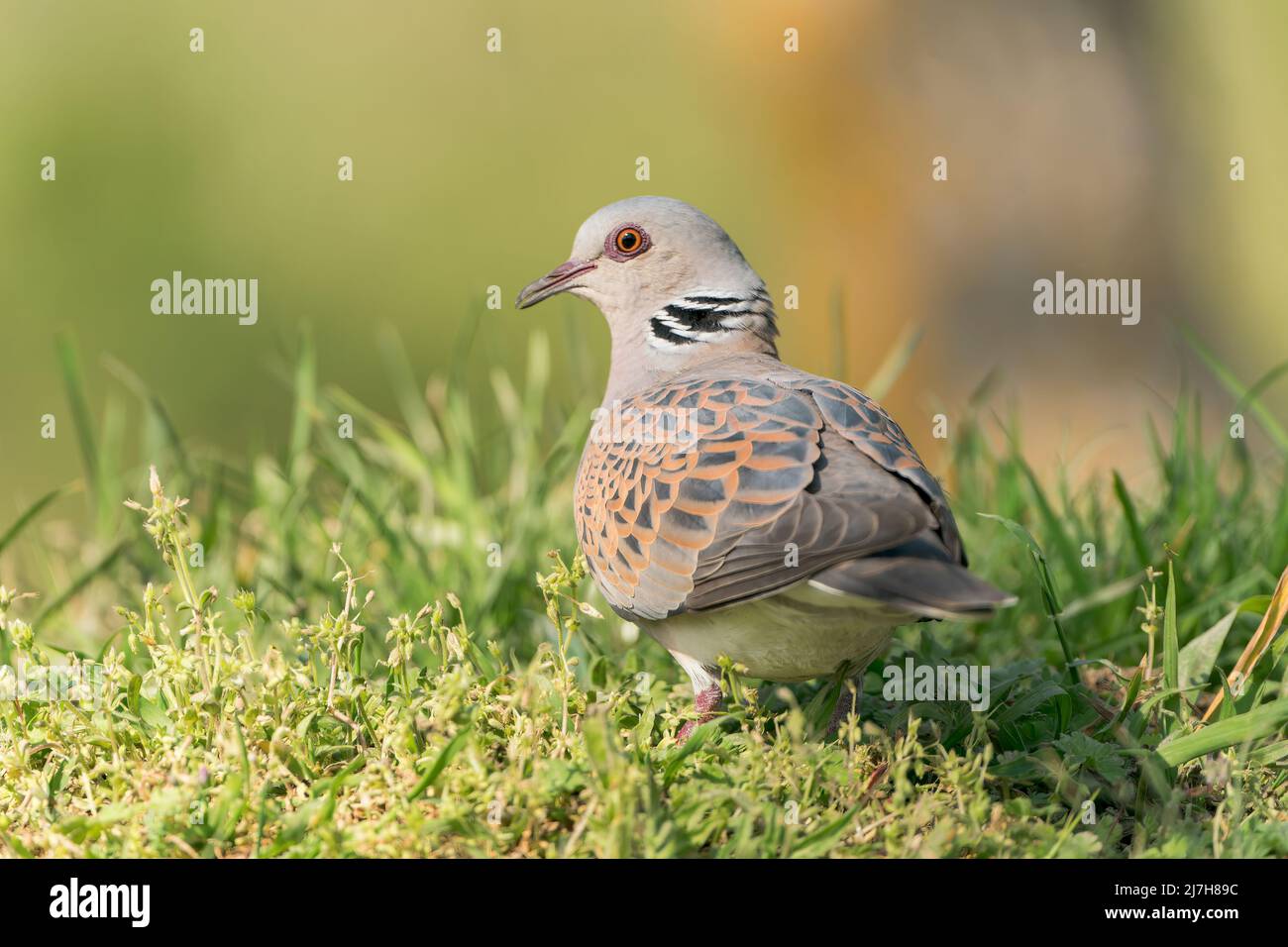 European Turtle Dove, Streptopelia turtur, single adult standing on ...