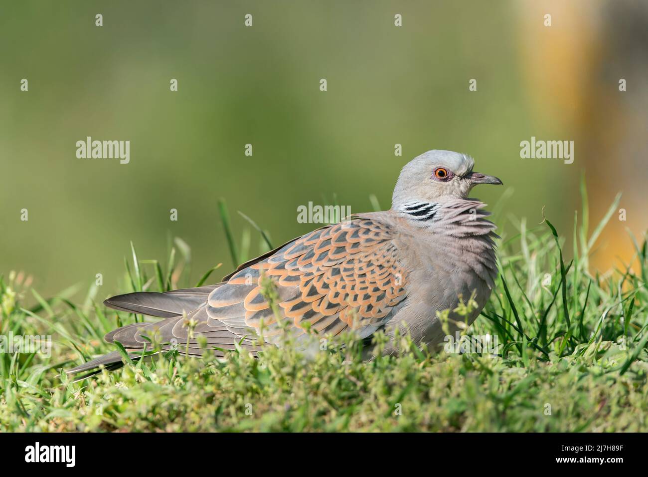 European Turtle Dove, Streptopelia turtur, single adult standing on ...