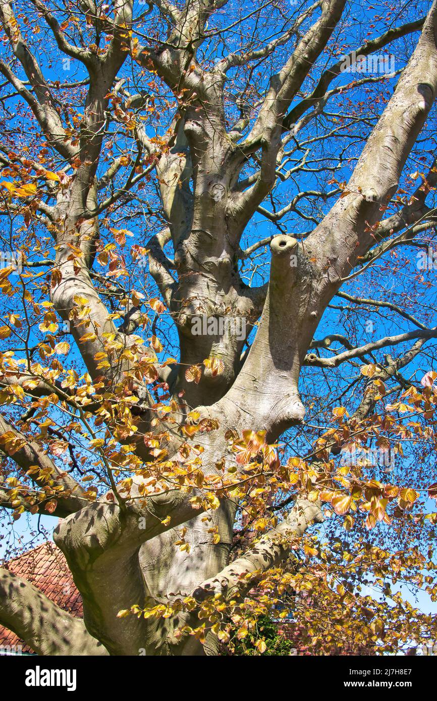 Monumental red beech tree (Fagus sylvatica Atropunicea) against a blue ...