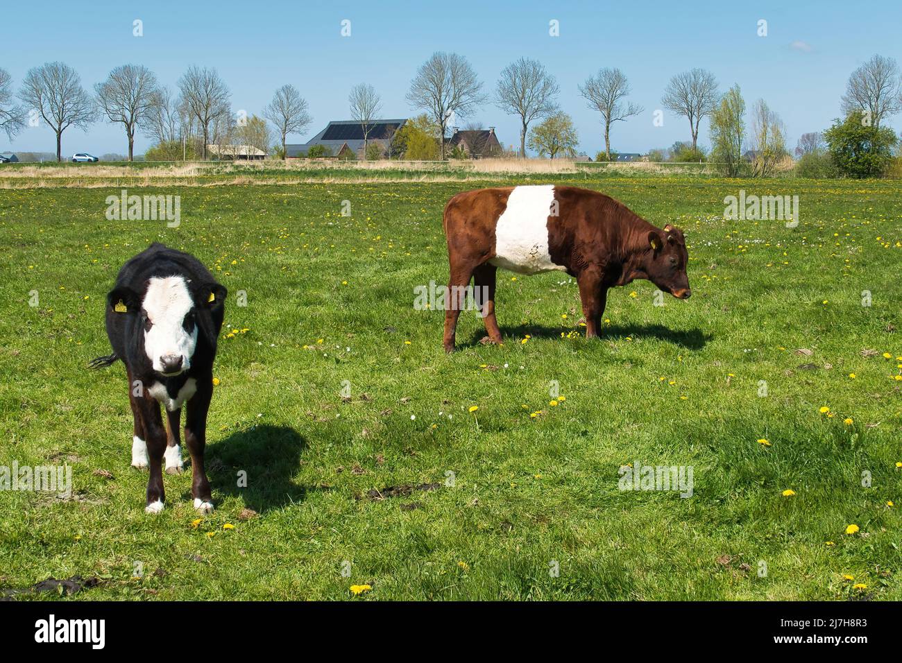 Critically endangered breed hi-res stock photography and images - Alamy