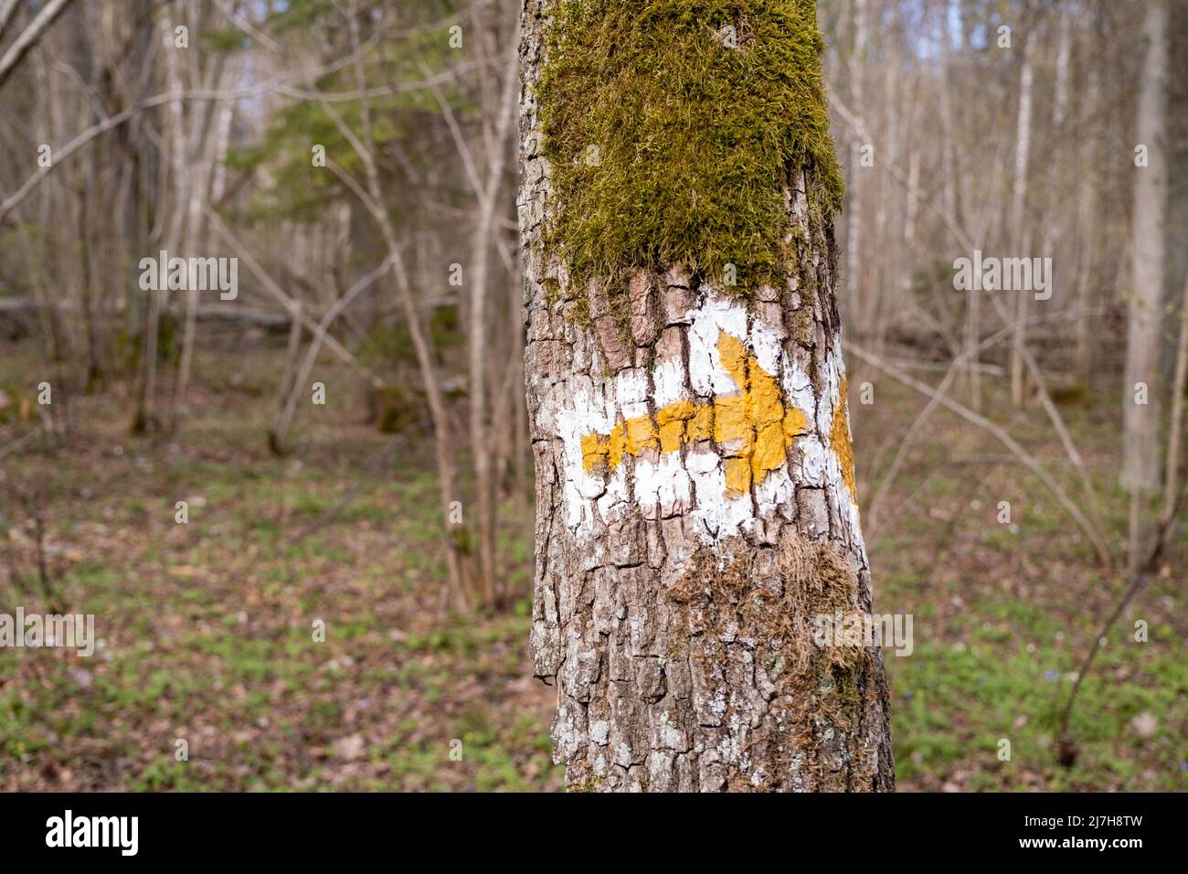 Yellow tourist sign pointing to the right drawn on spruce trunk in the ...