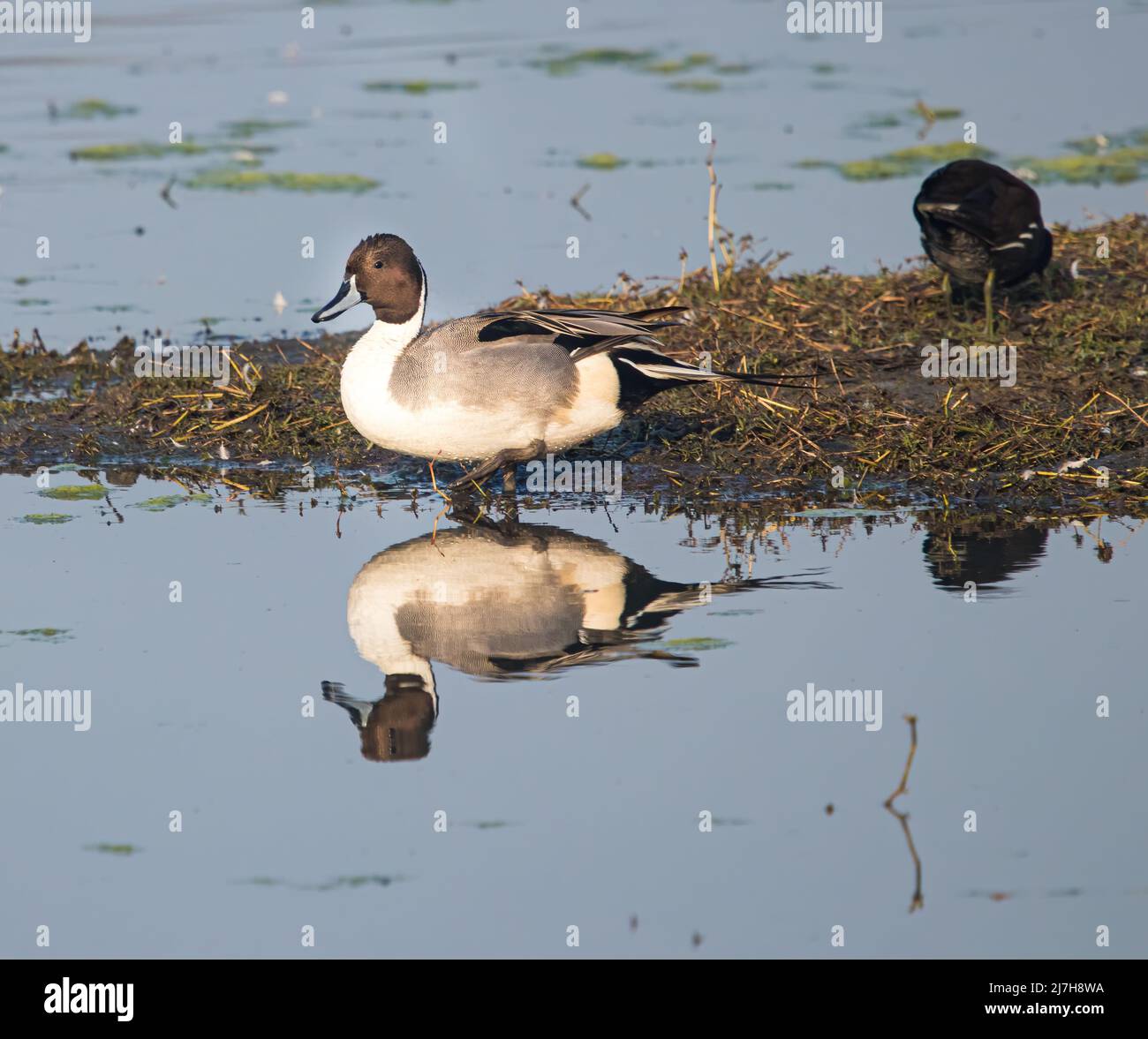 Pintail hen hi-res stock photography and images - Alamy