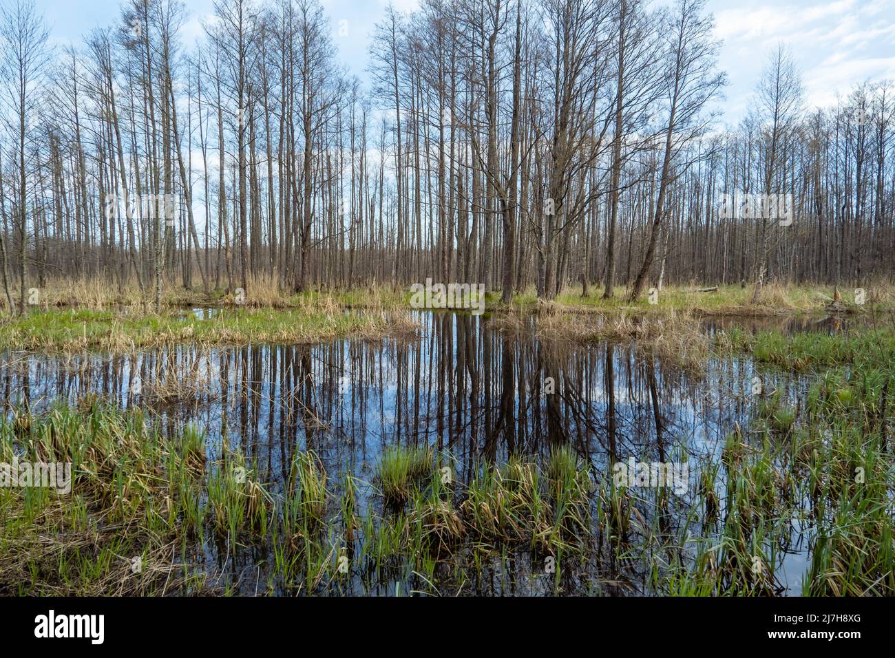 swamp tourist trail. spring in Sloka Lake walking trail. Latvia ...