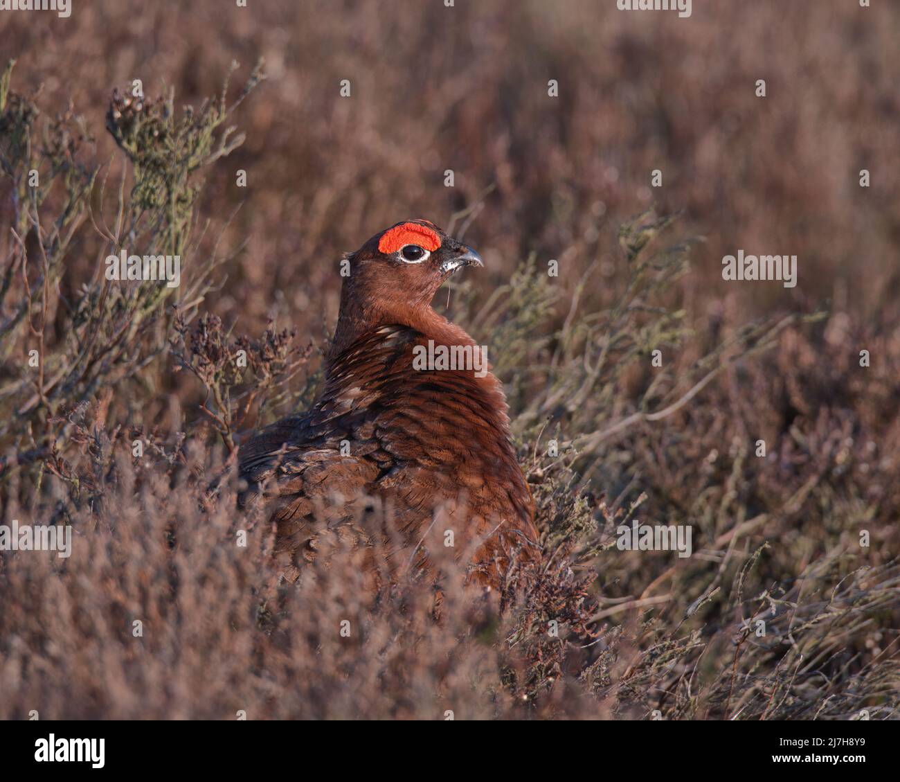 Red grouse peak district hi-res stock photography and images - Alamy