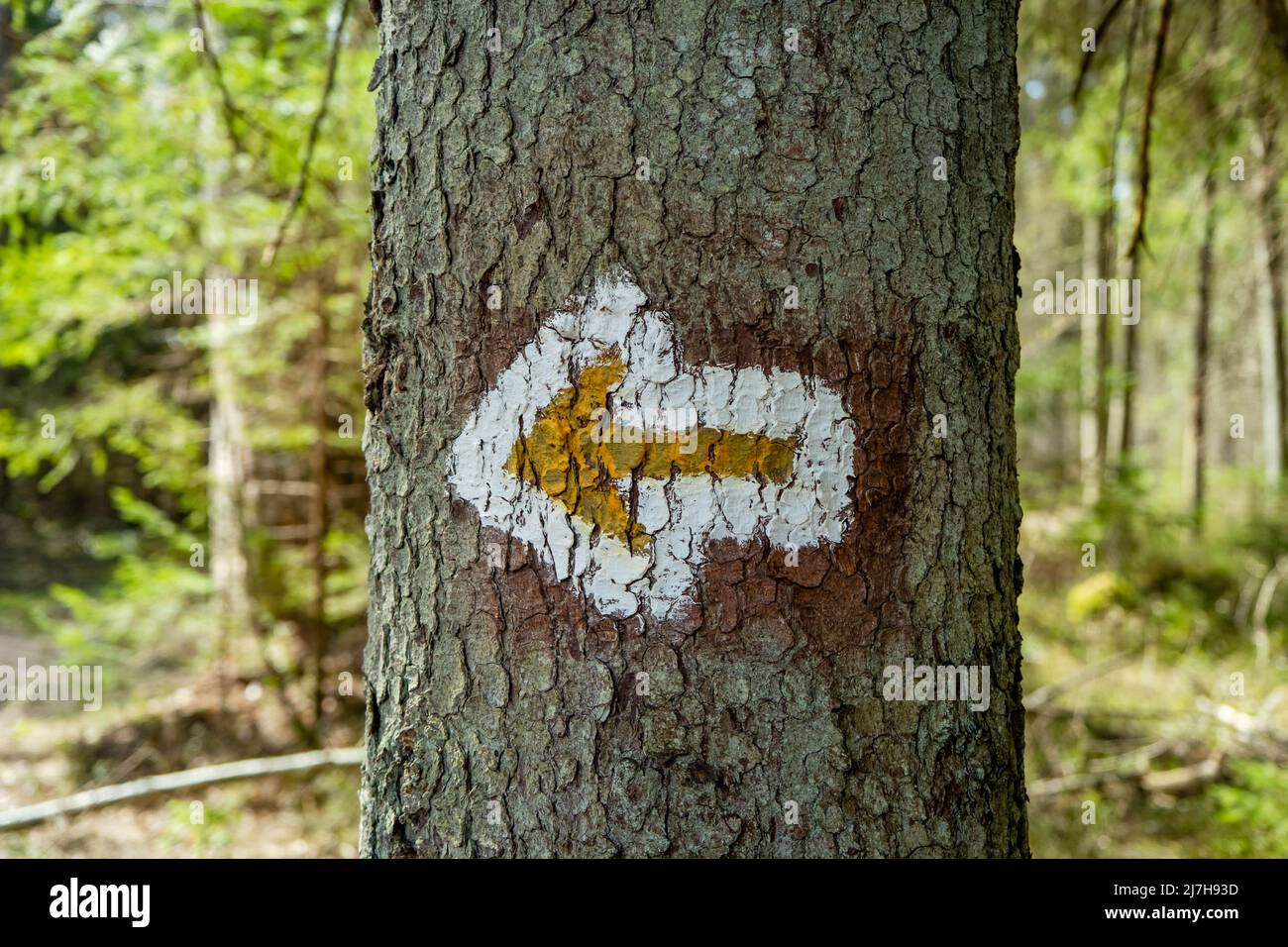 Yellow tourist sign pointing to the right drawn on spruce trunk in the ...