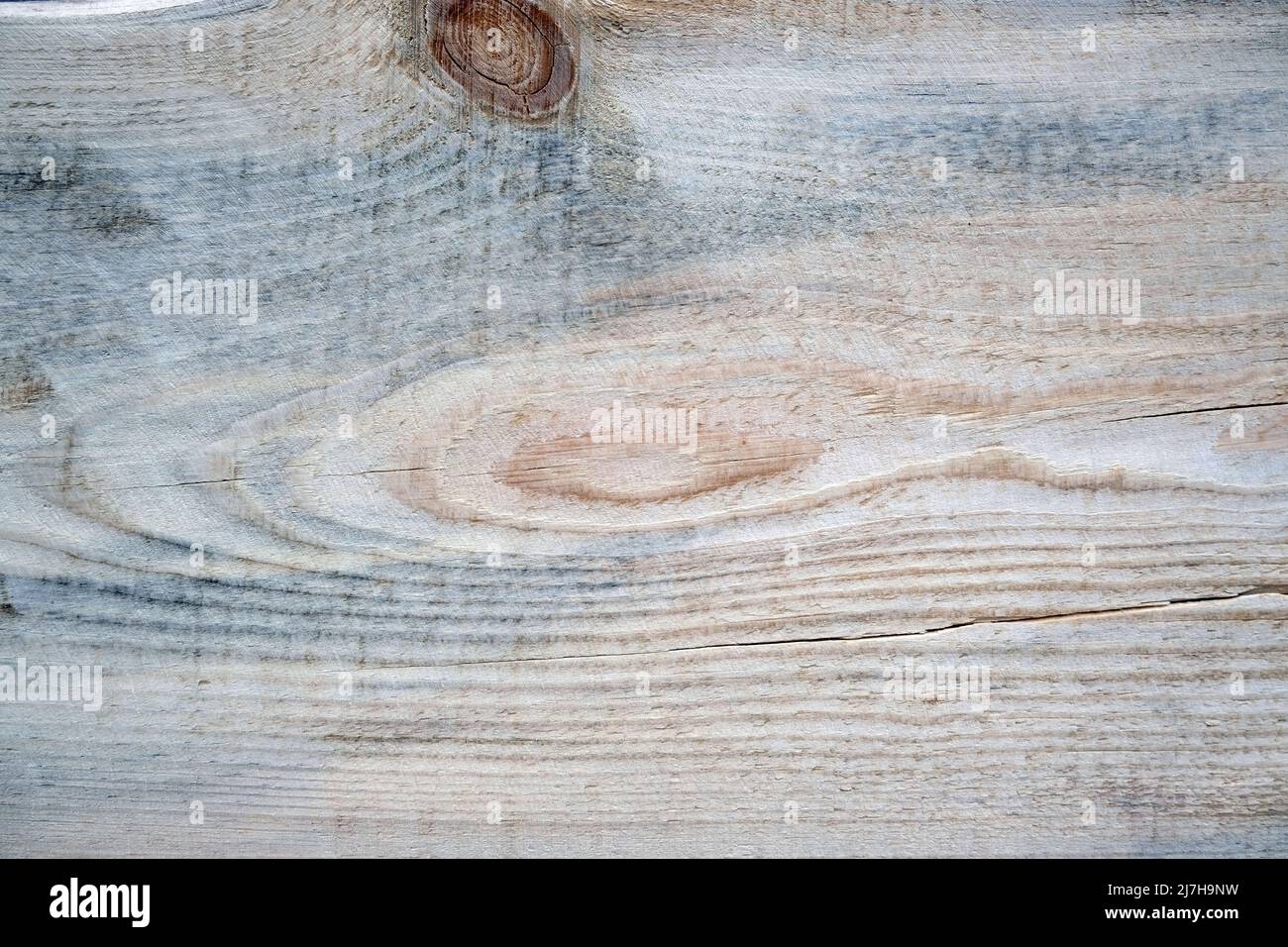 The texture of the cut tree. A knot on a light cut wood background. Saw ...