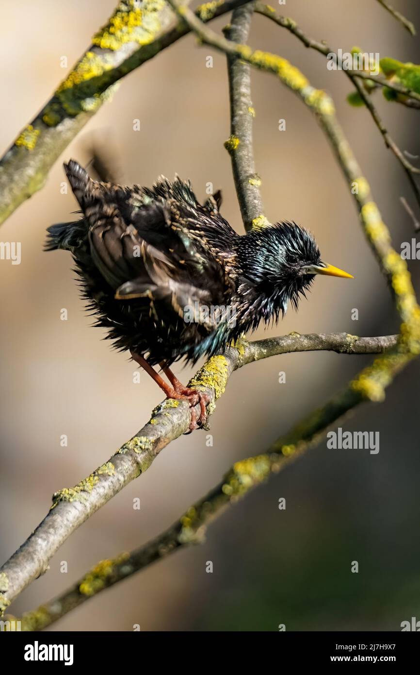Funny wet bird starling sits on a branch and shakes the water off its ...