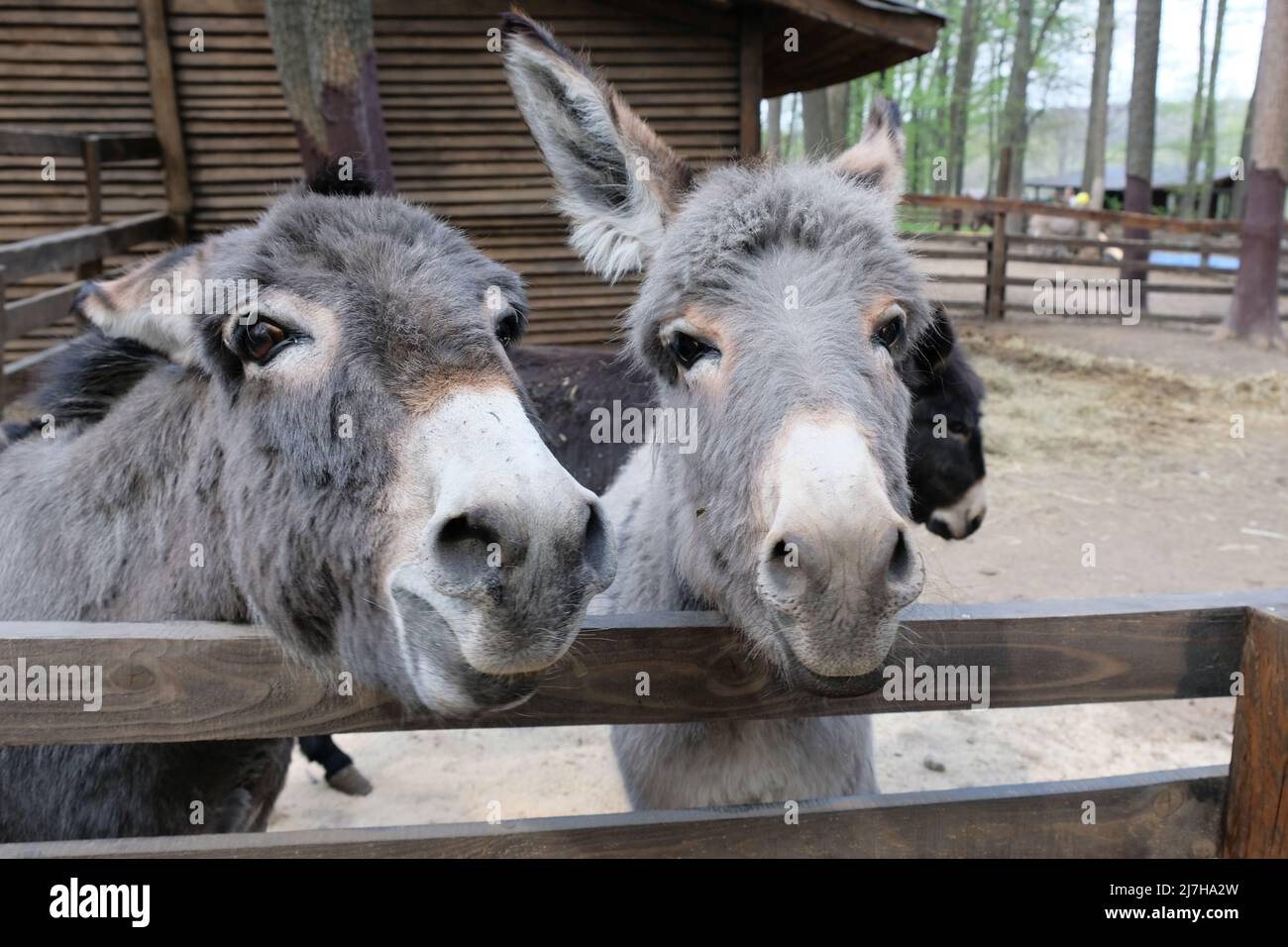 Two donkeys are looking into the camera. Gray donkeys stand behind a ...