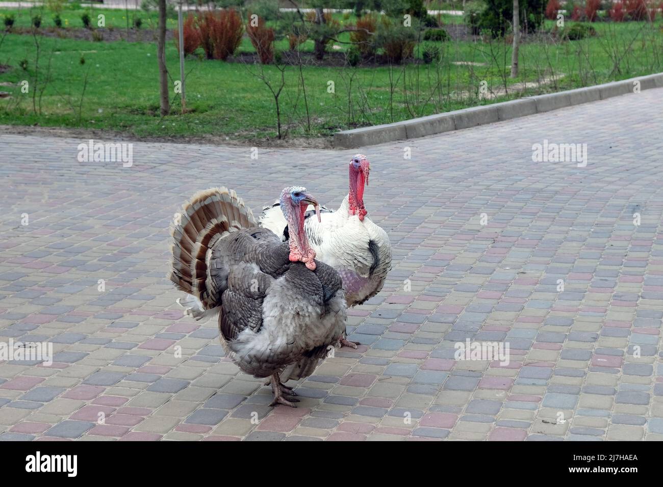 Gray and white turkey on the paving slabs. Two turkeys walk in the park ...