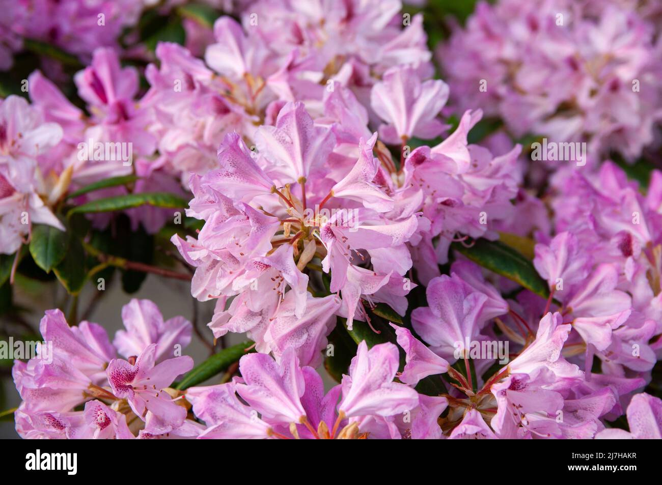 pink-blooming rhododendron flowers in the spring garden Stock Photo - Alamy