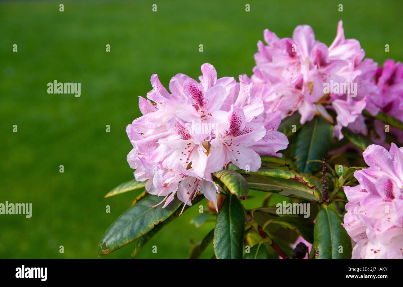 Bush rhododendron in botanical hi-res stock photography and images - Alamy