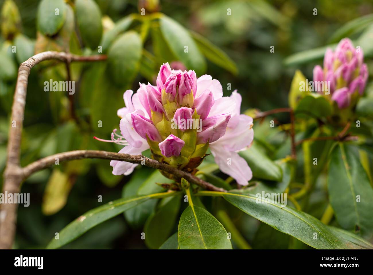 Azalea shrub rhododendron macro hi-res stock photography and images - Alamy