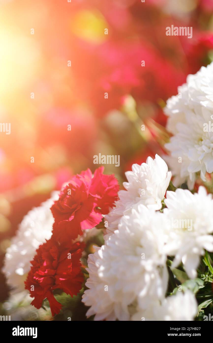 Laying flowers on Victory Day on the ninth of May Stock Photo - Alamy