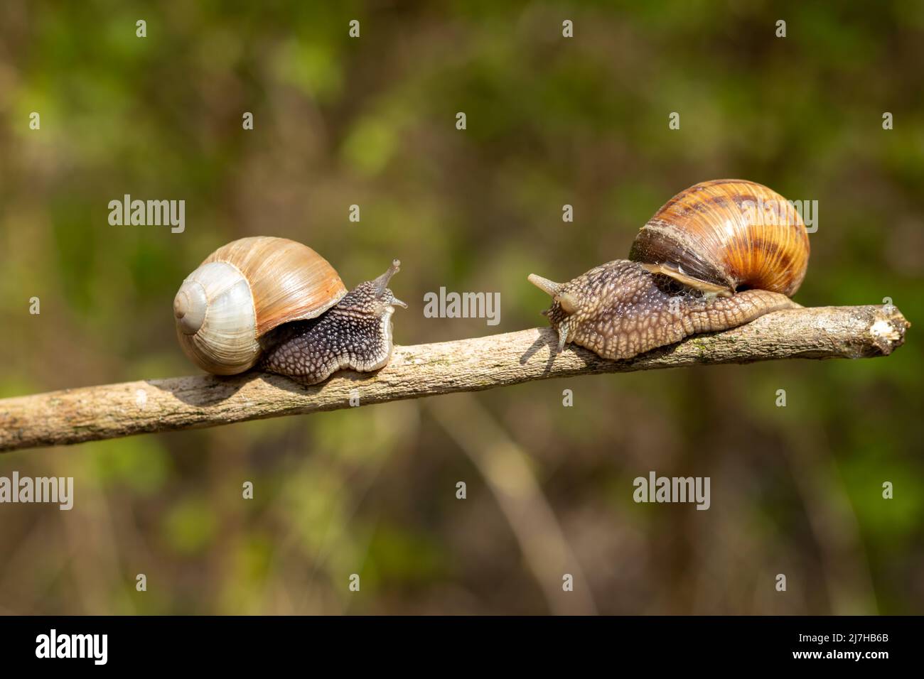 Snails crawling hi-res stock photography and images - Alamy
