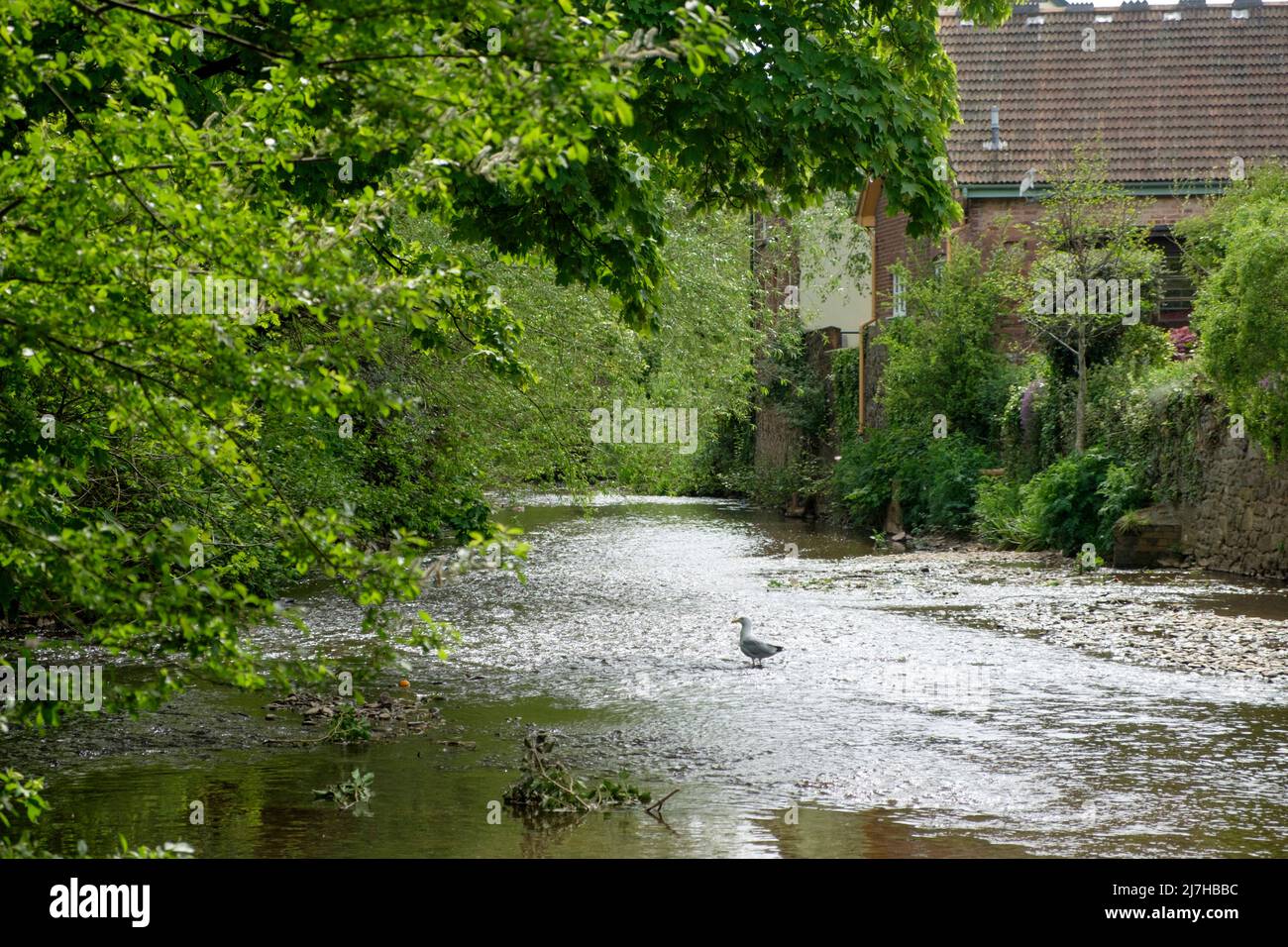 Around Tiverton a small town in Devon UK. the River Exe Stock Photo - Alamy