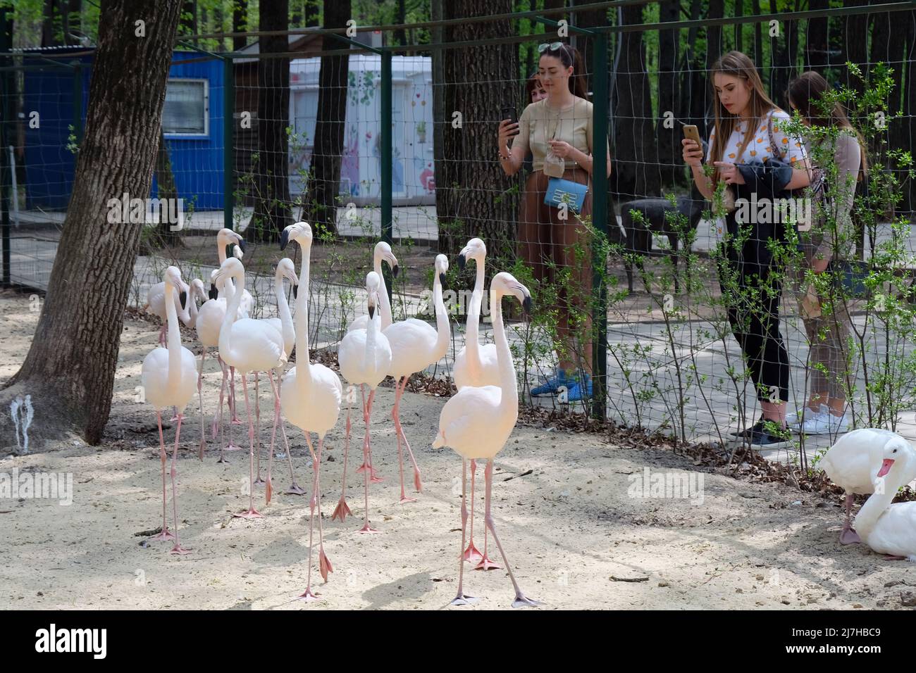 Pink flamingos in the zoo, tourists take pictures of animals in the zoo ...