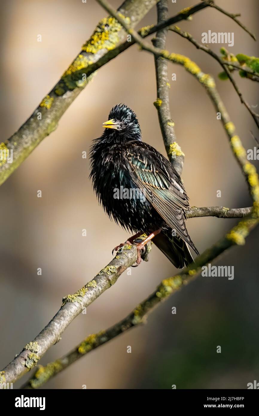 Wet bird hi-res stock photography and images - Alamy