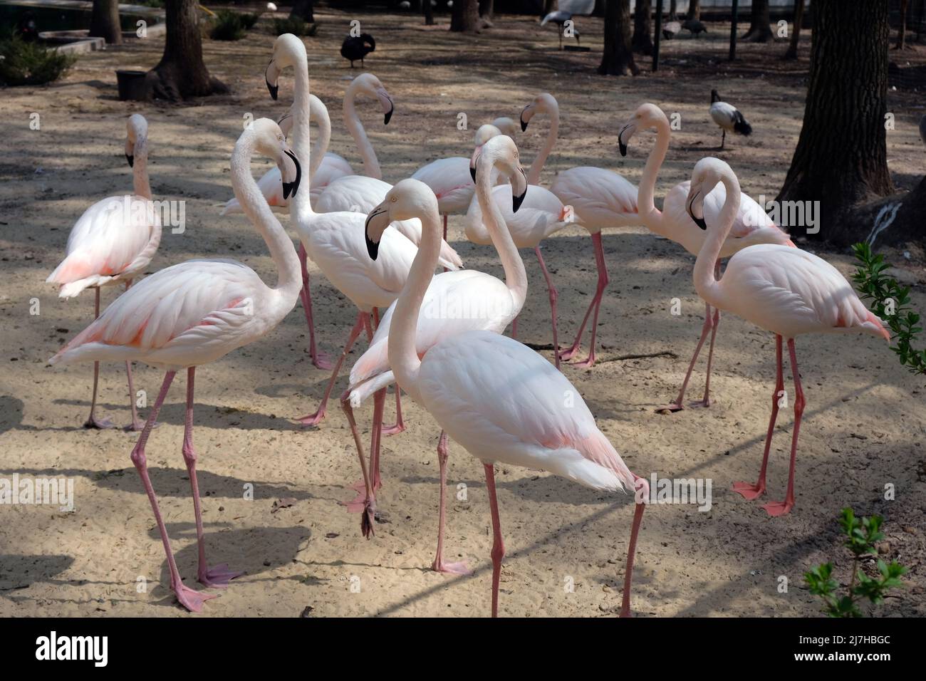 Several pink flamingos walk along the sand in a zoo between the trees ...