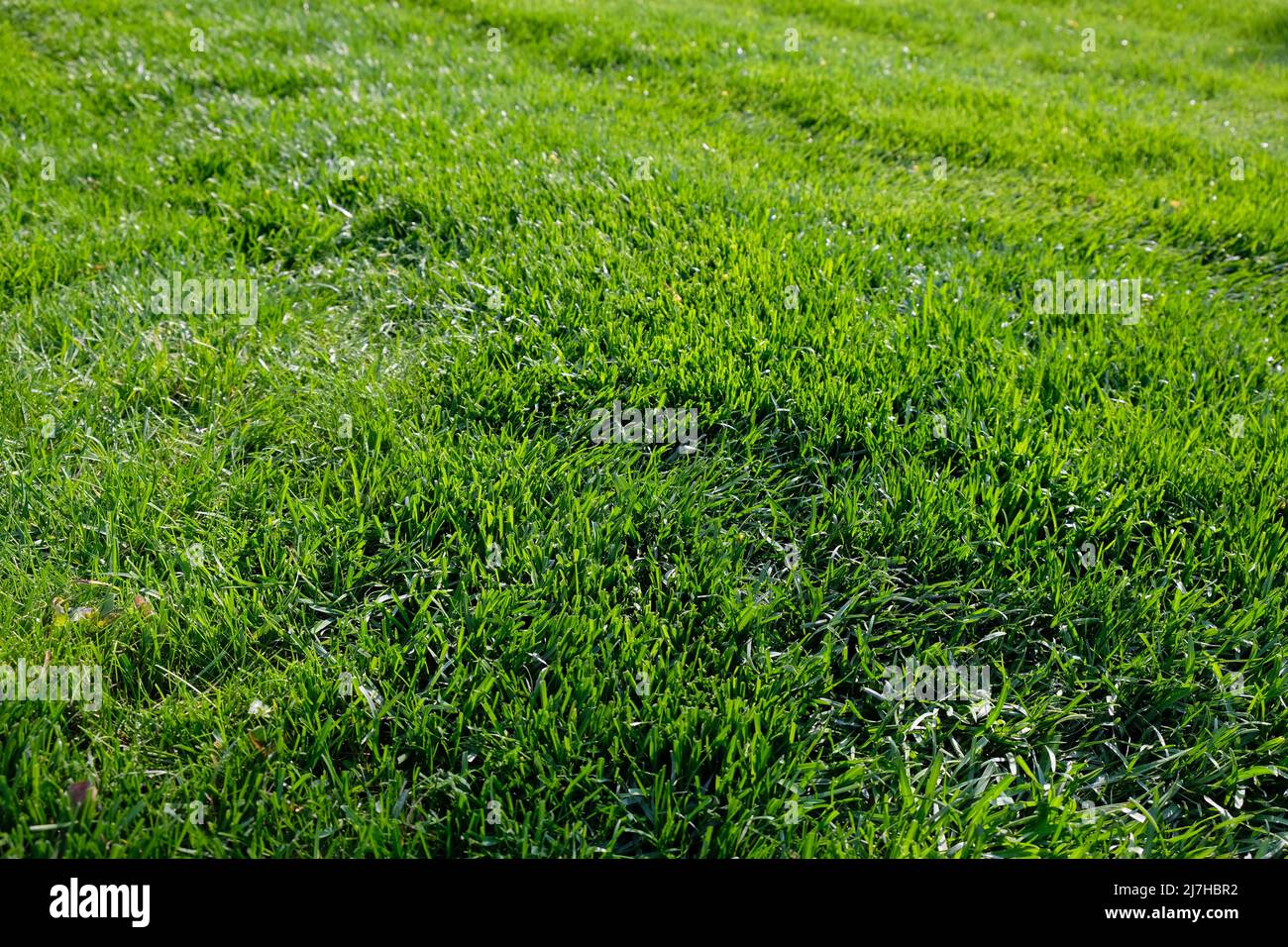 Meadow with fresh, saturated green grass, chaotically arranged grass ...