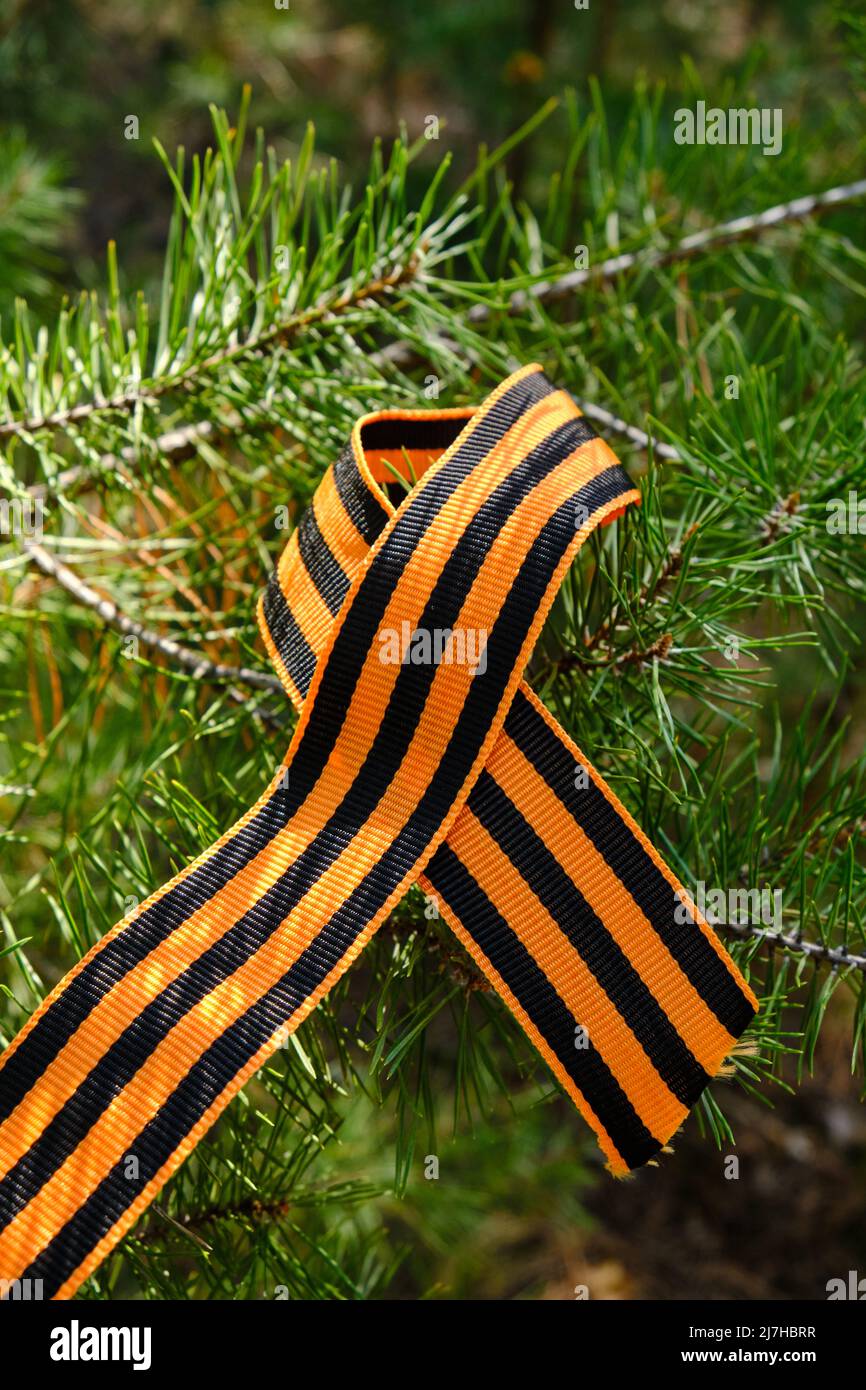 St. George ribbon hanging on green pine branch Stock Photo - Alamy