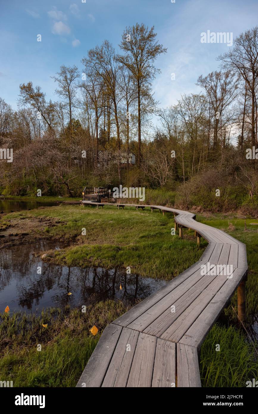 View of a Wooden Path across a swamp in Shoreline Trail Stock Photo - Alamy