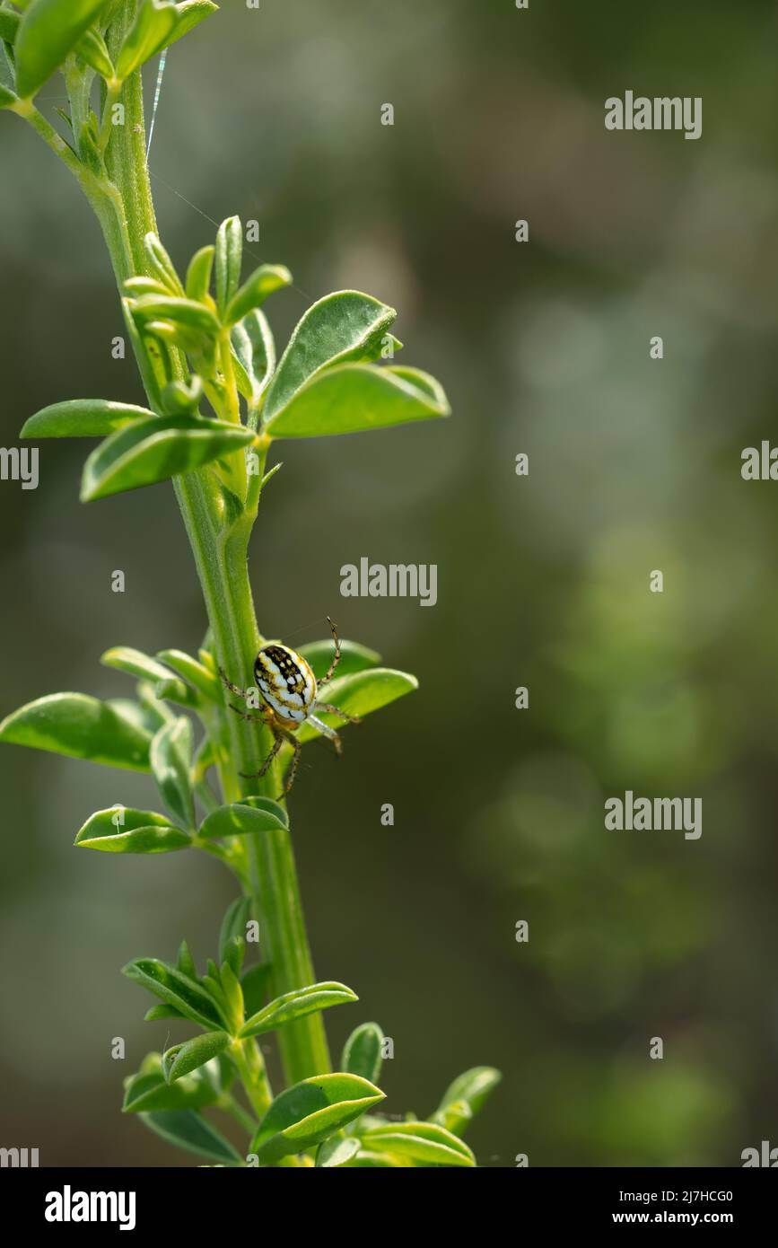 Spider in their natural environment Stock Photo - Alamy