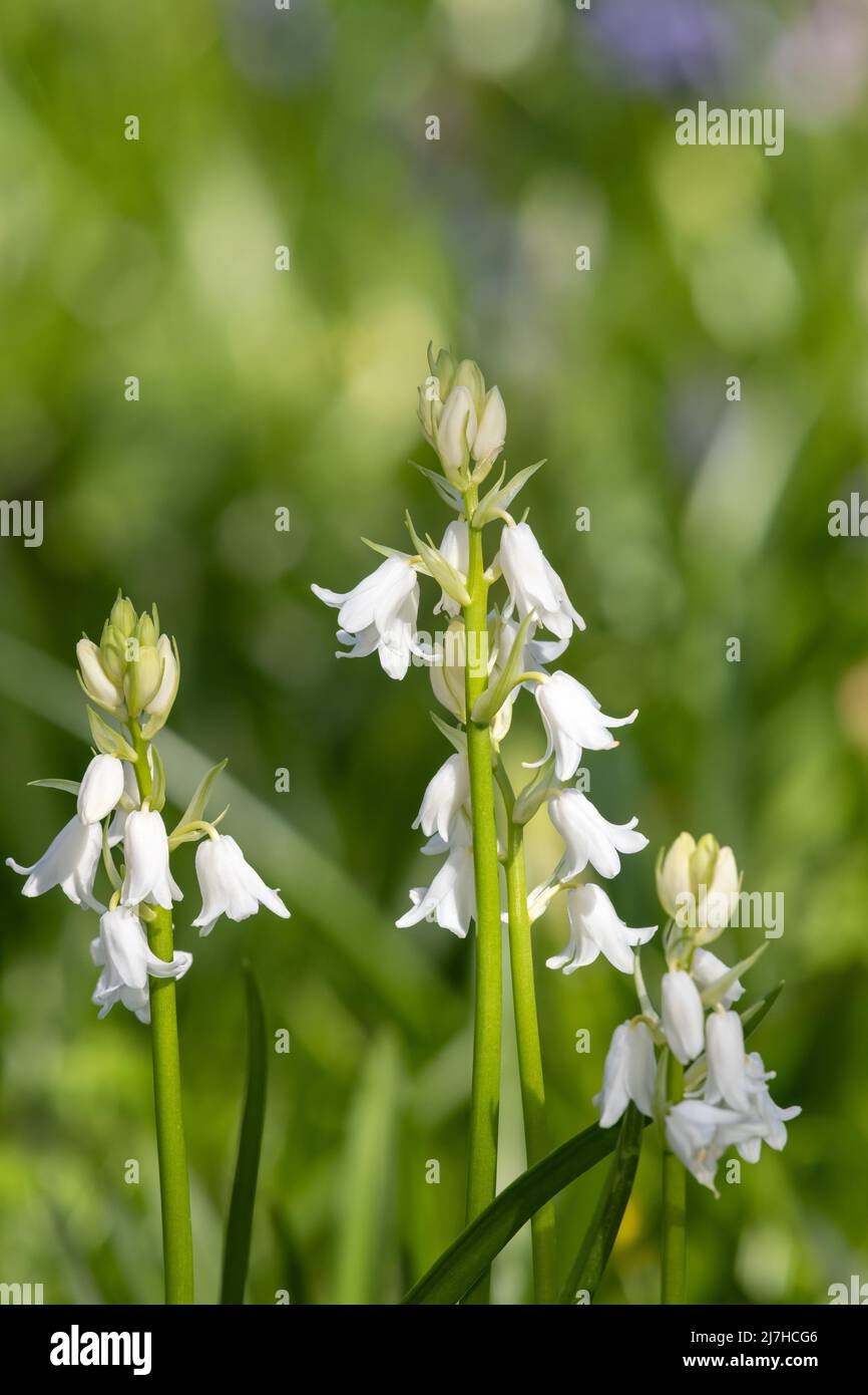 Close up of white Spanish bluebell (hyacinthoides hispanica) flowers in ...
