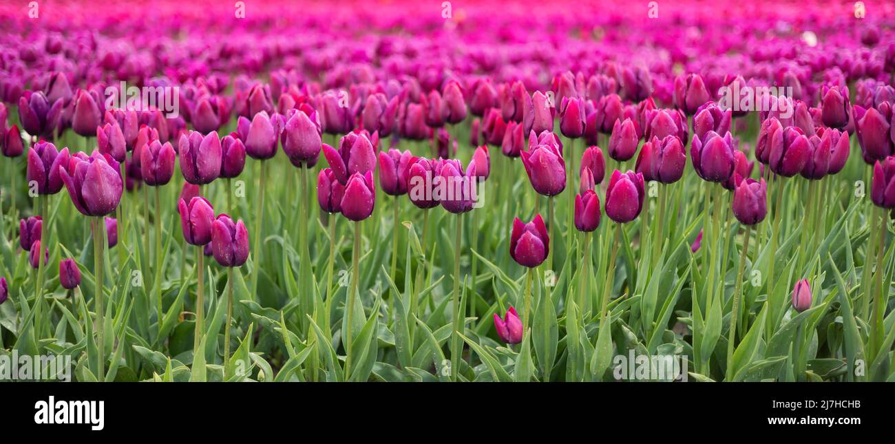 Tulip Flower Field. Close Up Nature Background. Spring Season Stock ...