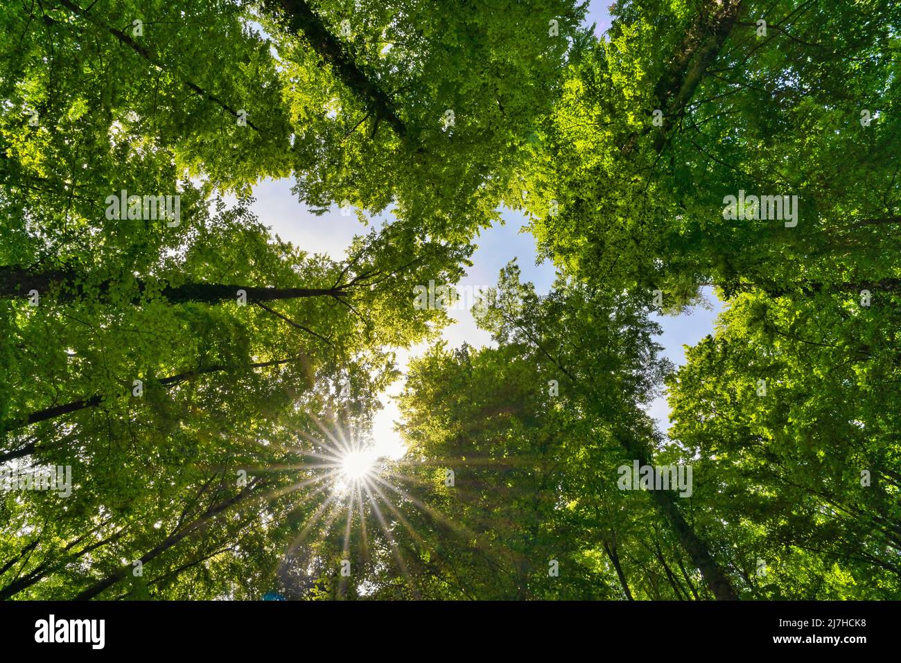 a great view up into the trees direction sky, sunstars, fresh green and ...
