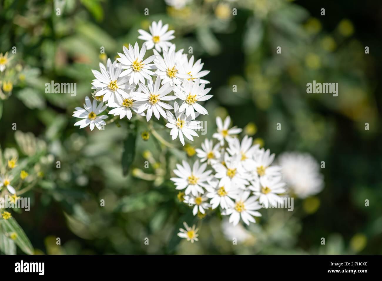 Close up of flowers on a dusty daisy (olearia lirata) bush Stock Photo ...